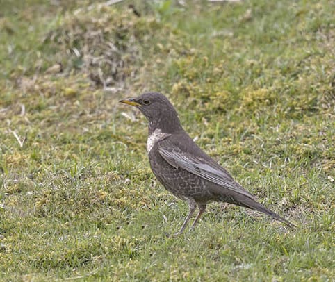 Wild Crail -Birds and other wildlife around Crail and the East Neuk of ...